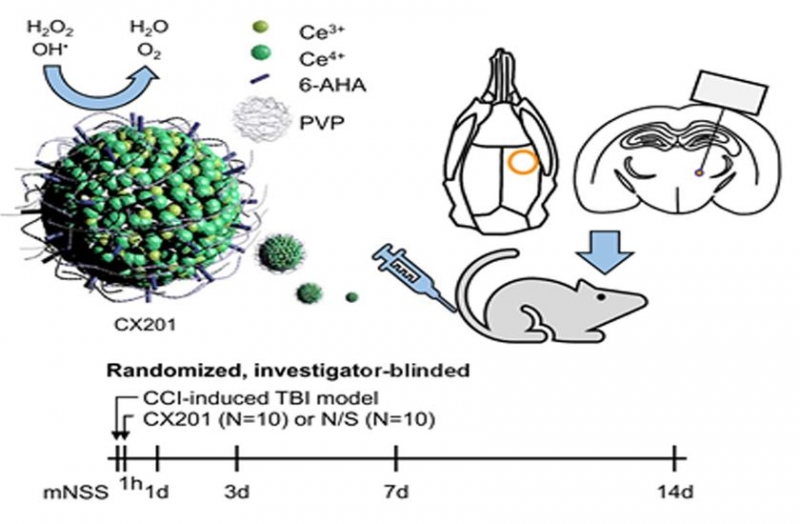 서울대병원, 외상성 뇌손상 치료물질 개발